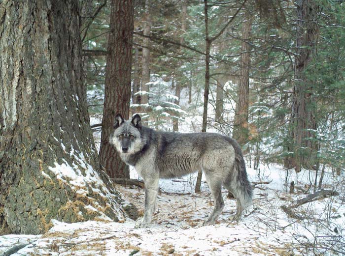 Colorado’s ambitious plan to restore wolves taps into years-old ...