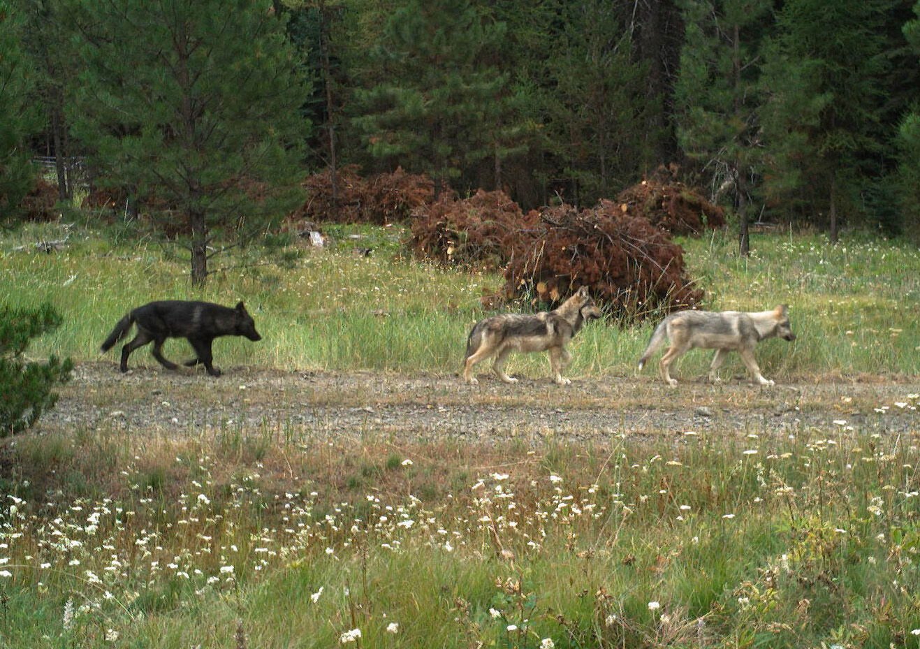 Wolf report: Rogue Pack is Western Oregon’s most destructive | La ...