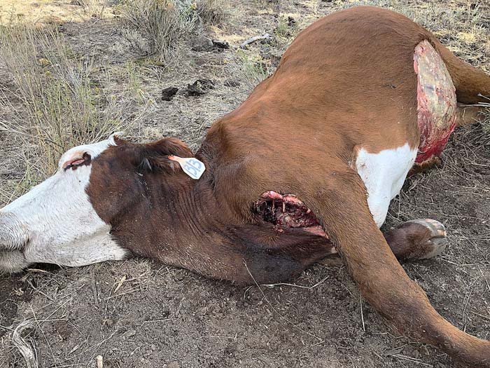 ‘No logical explanation’ in cattle mutilation | La Grande Observer