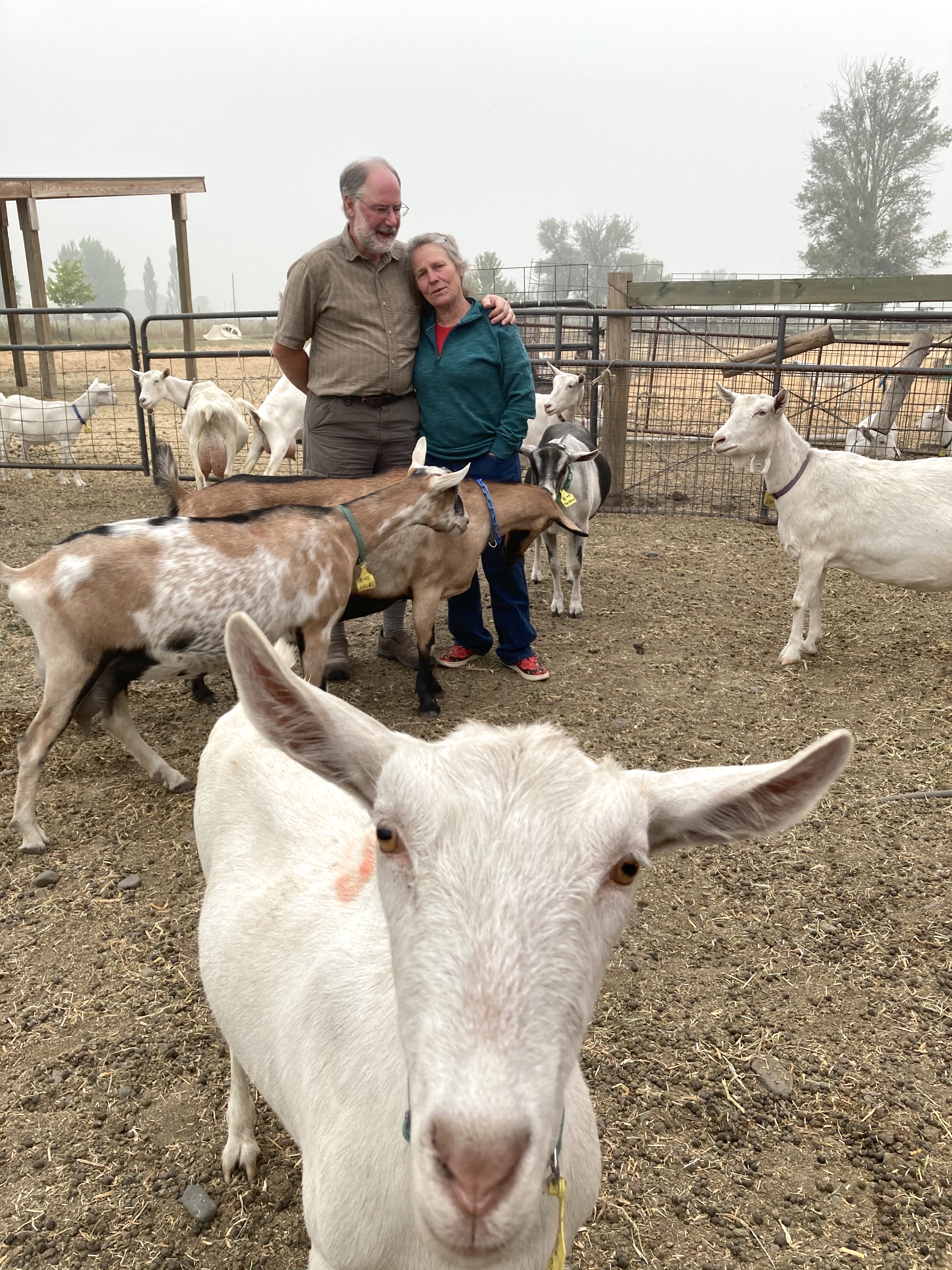 Goat herd moved 300 miles to escape fires | La Grande Observer