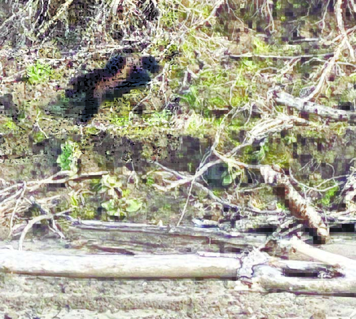 Additional wolverine sightings in Oregon offer clues about its movement ...