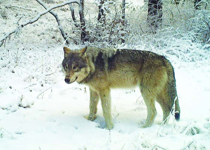 Reward offered for information about poisoning of three wolves, two ...