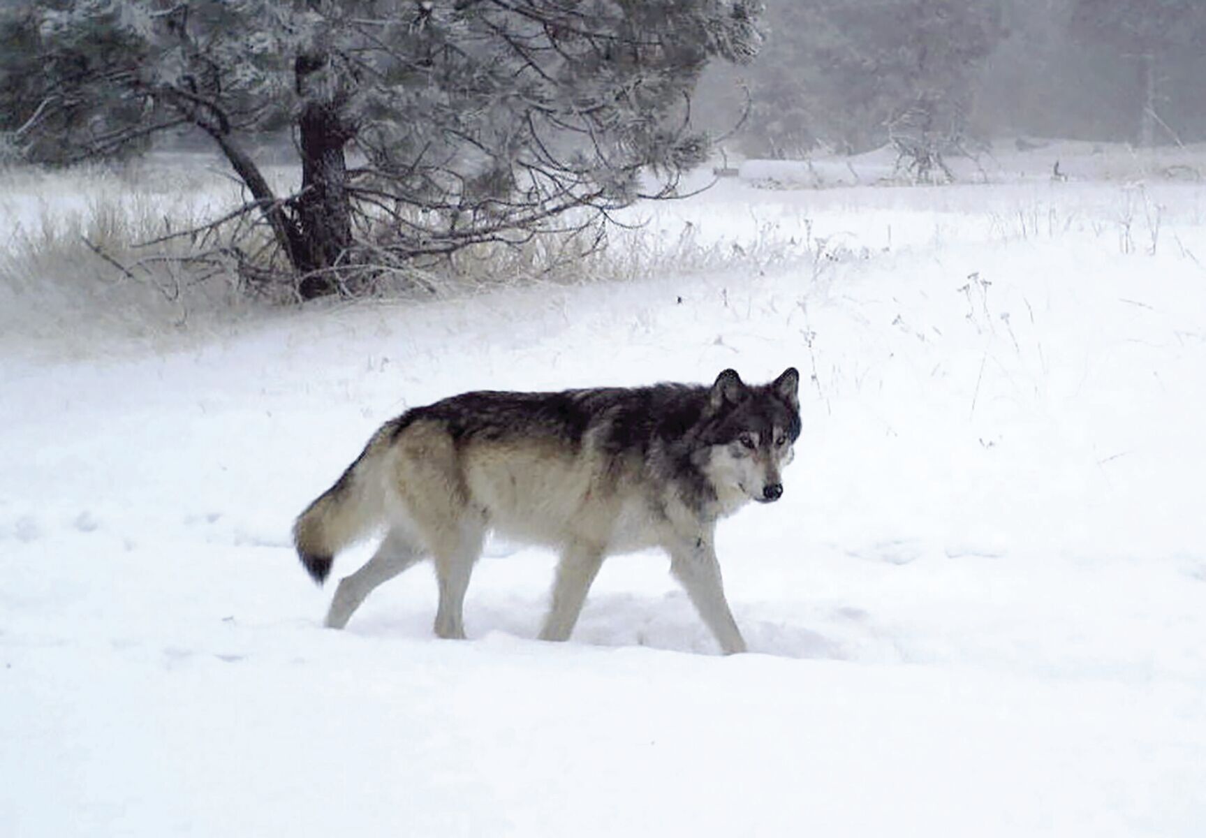 Two wolf attacks reported in High Valley in late December | La Grande ...