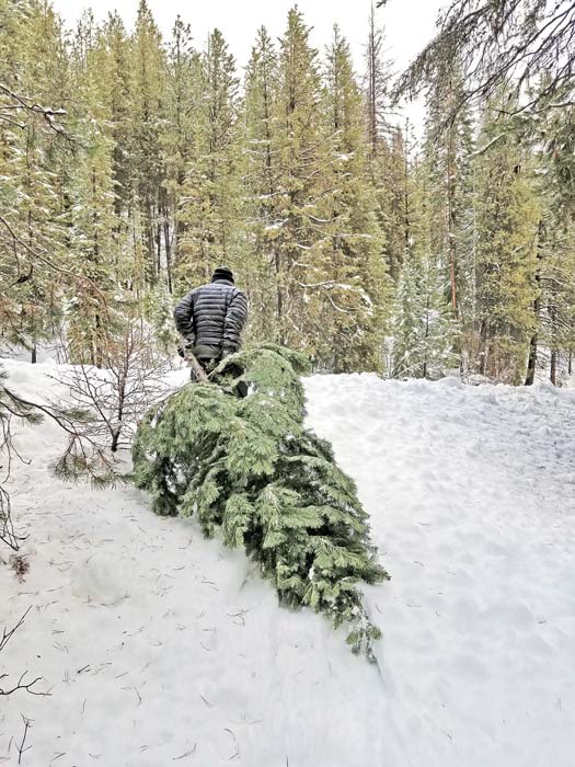 Christmas tree permits now available | La Grande Observer