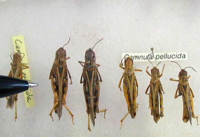 What to do – Grasshopper outbreak | La Grande Observer