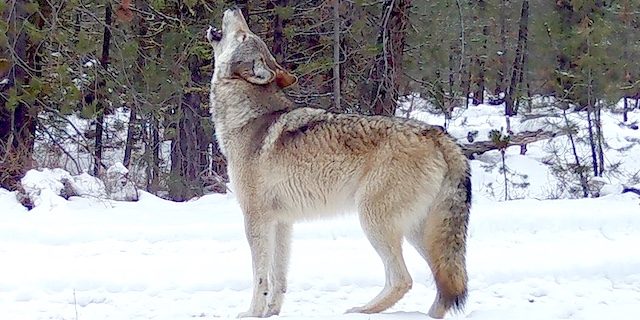 Fed judge’s ruling on wolves has no immediate effect in E. Oregon | La ...